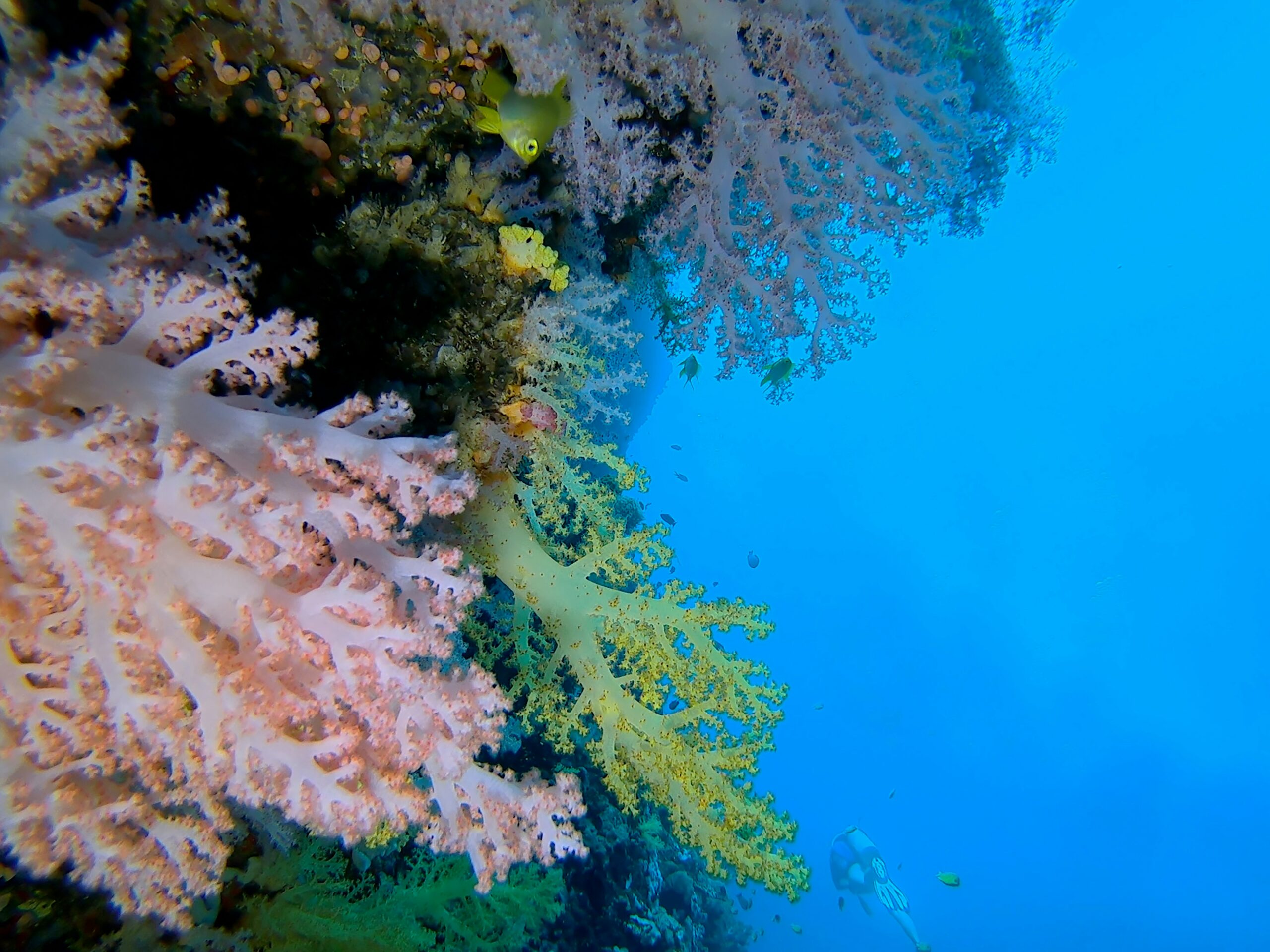 Panaon Island officially declared a protected seascape - Sustina